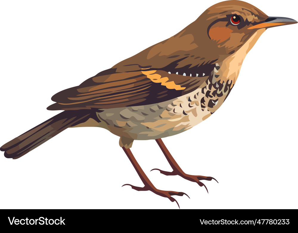 Small sparrow bird on white background Royalty Free Vector
