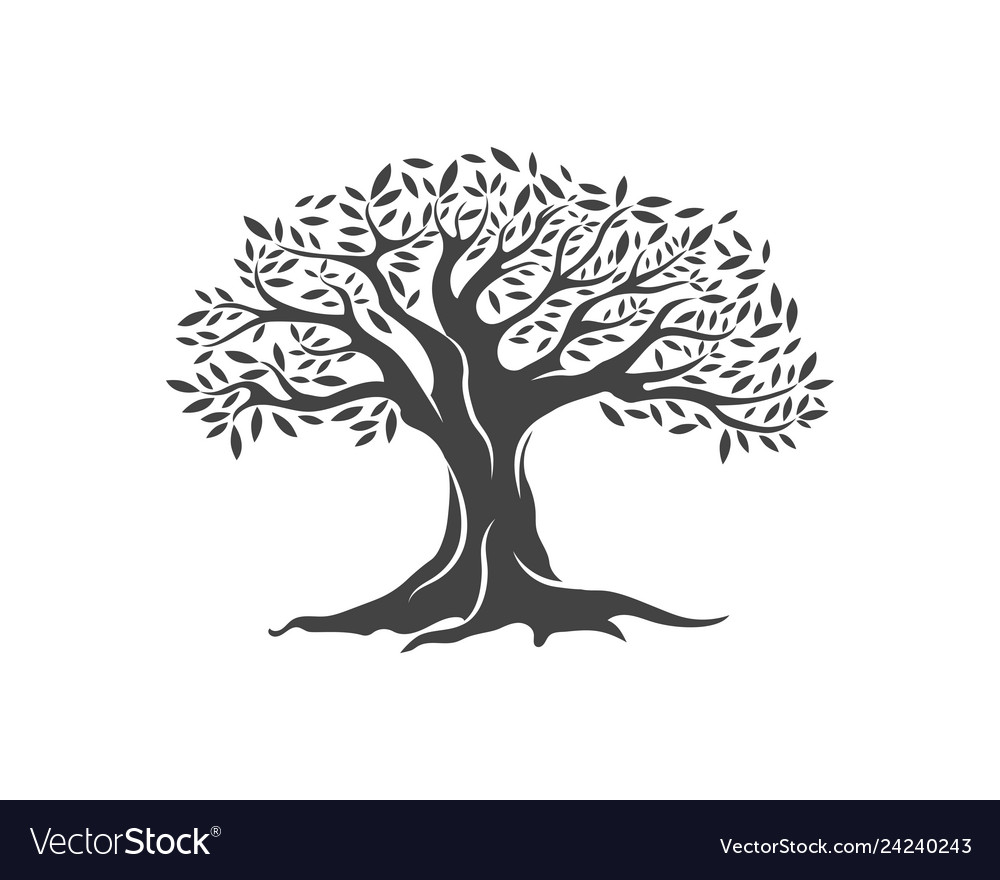 Olive tree Royalty Free Vector Image - VectorStock