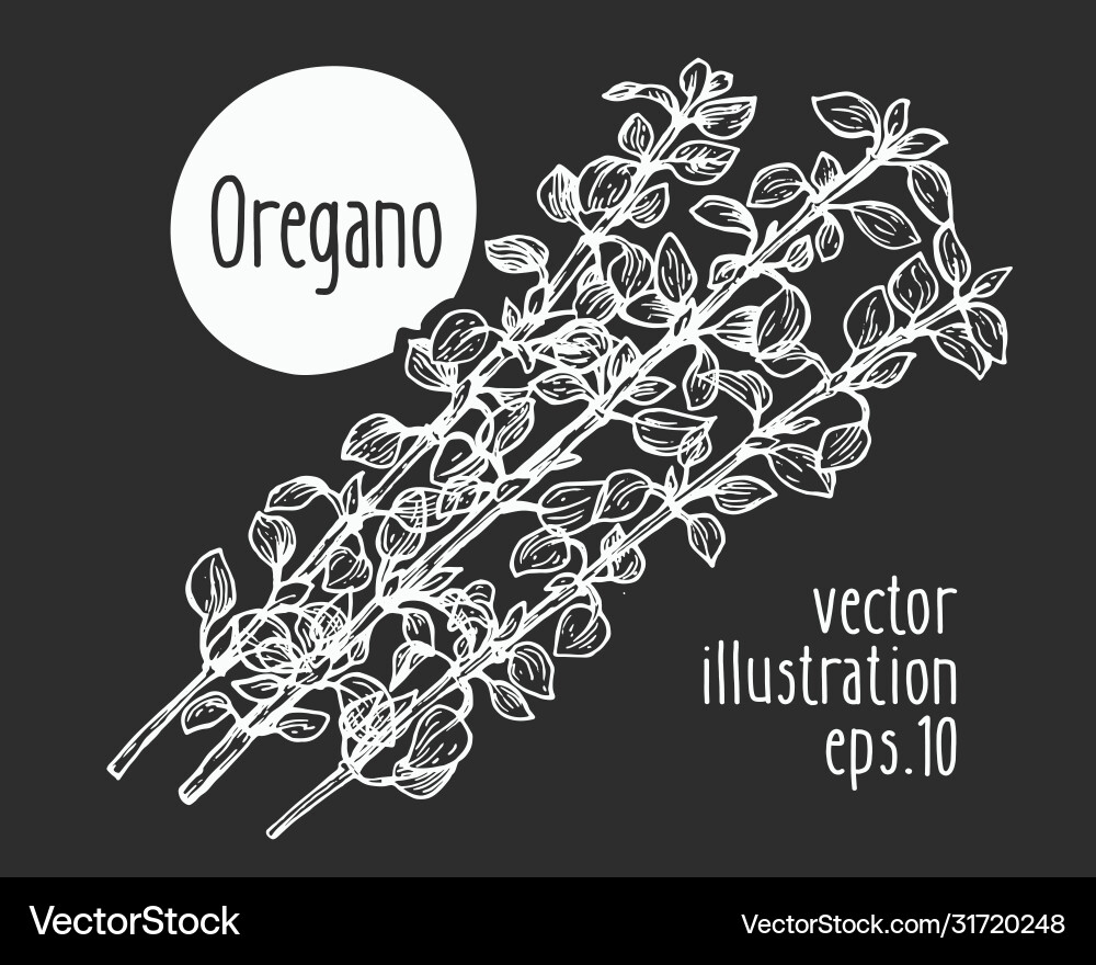 Hand drawn oregano herb sketch on chalk board Vector Image