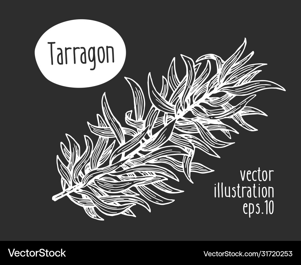 Hand drawn tarragon herb sketch on chalk board Vector Image