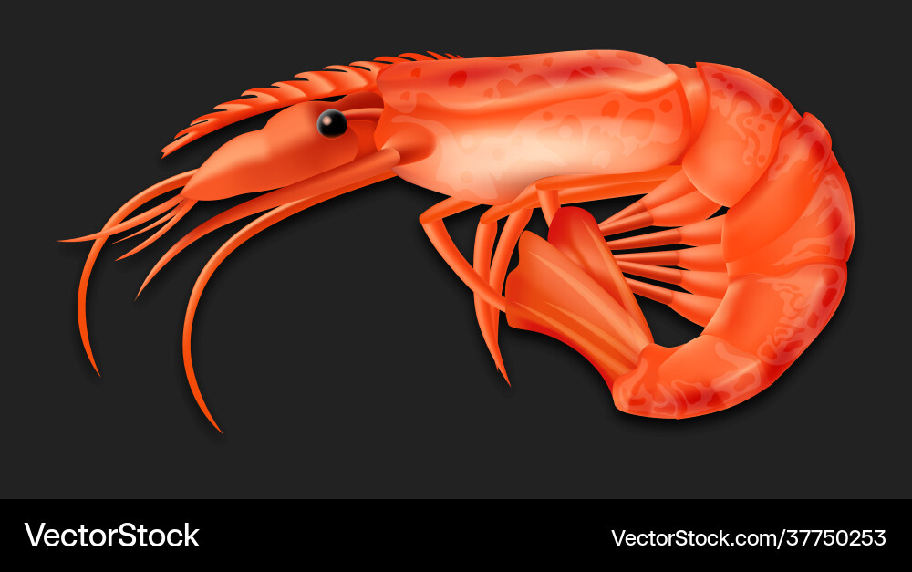 Realistic detailed 3d cooked crustacean shrimp Vector Image
