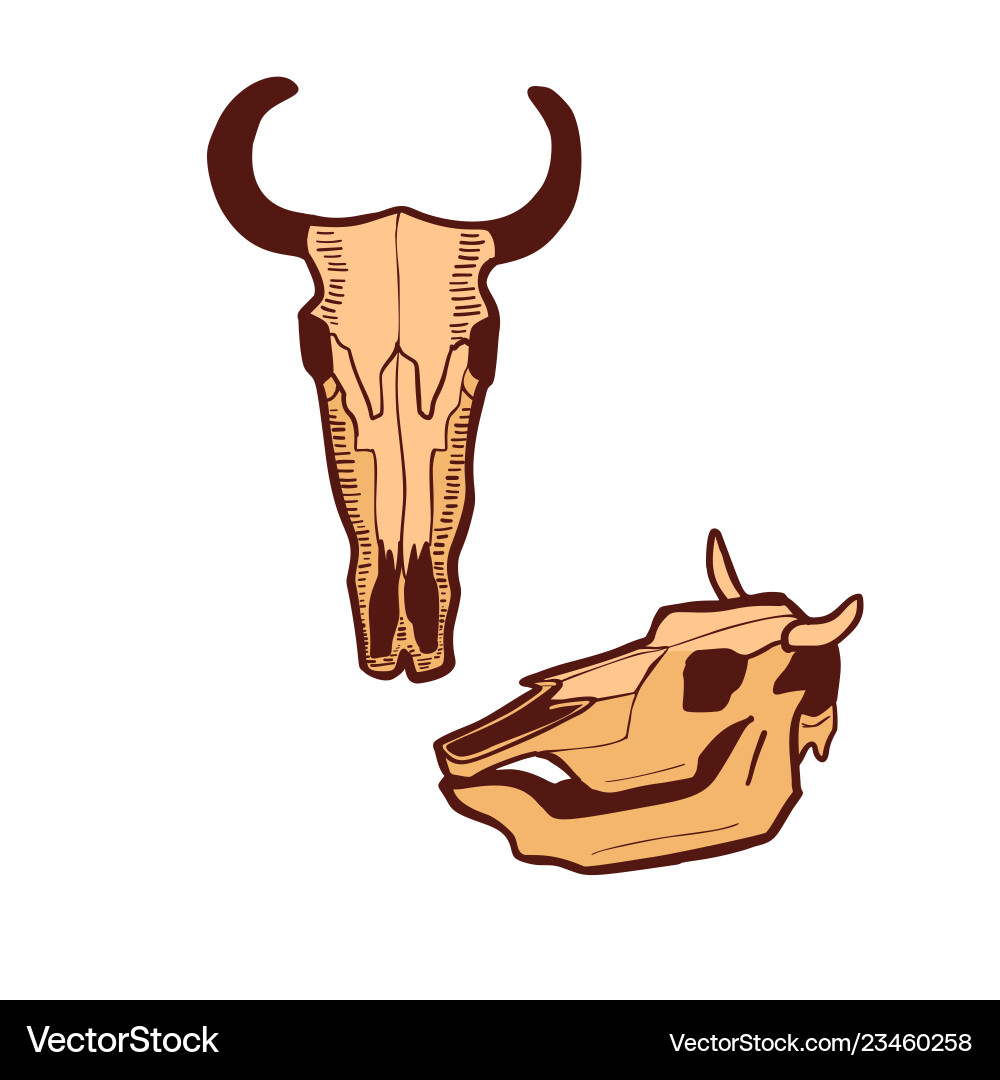 Cow skull in hand drawn style Royalty Free Vector Image
