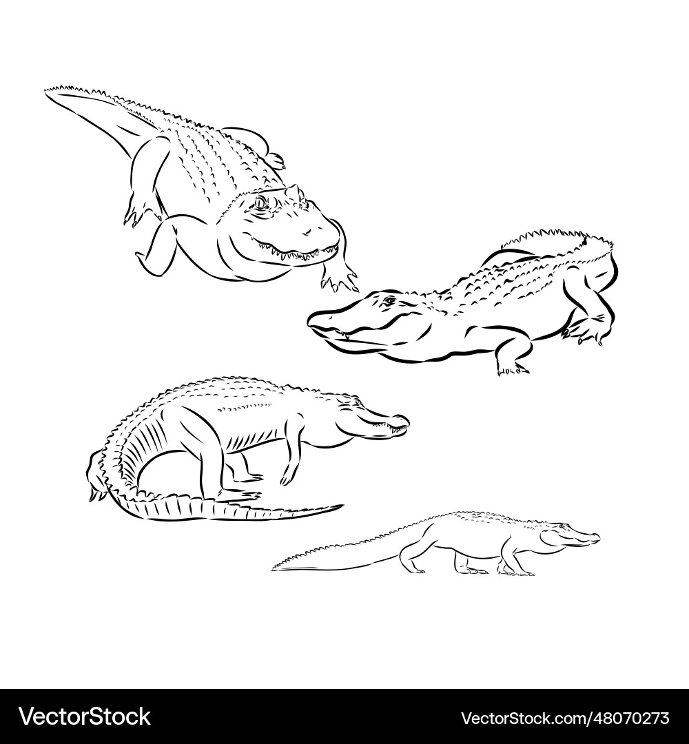 Alligator in doodle style isolated on a white Vector Image