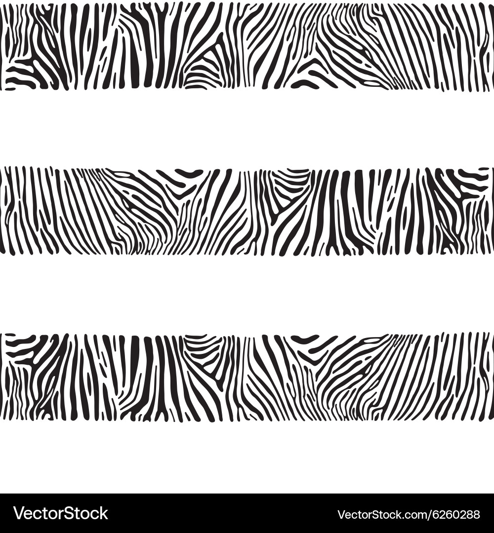 Stripes of zebras Royalty Free Vector Image - VectorStock