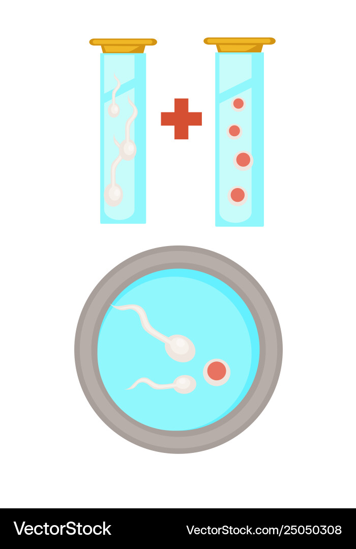 Co-incubation stage in vitro fertilization Vector Image