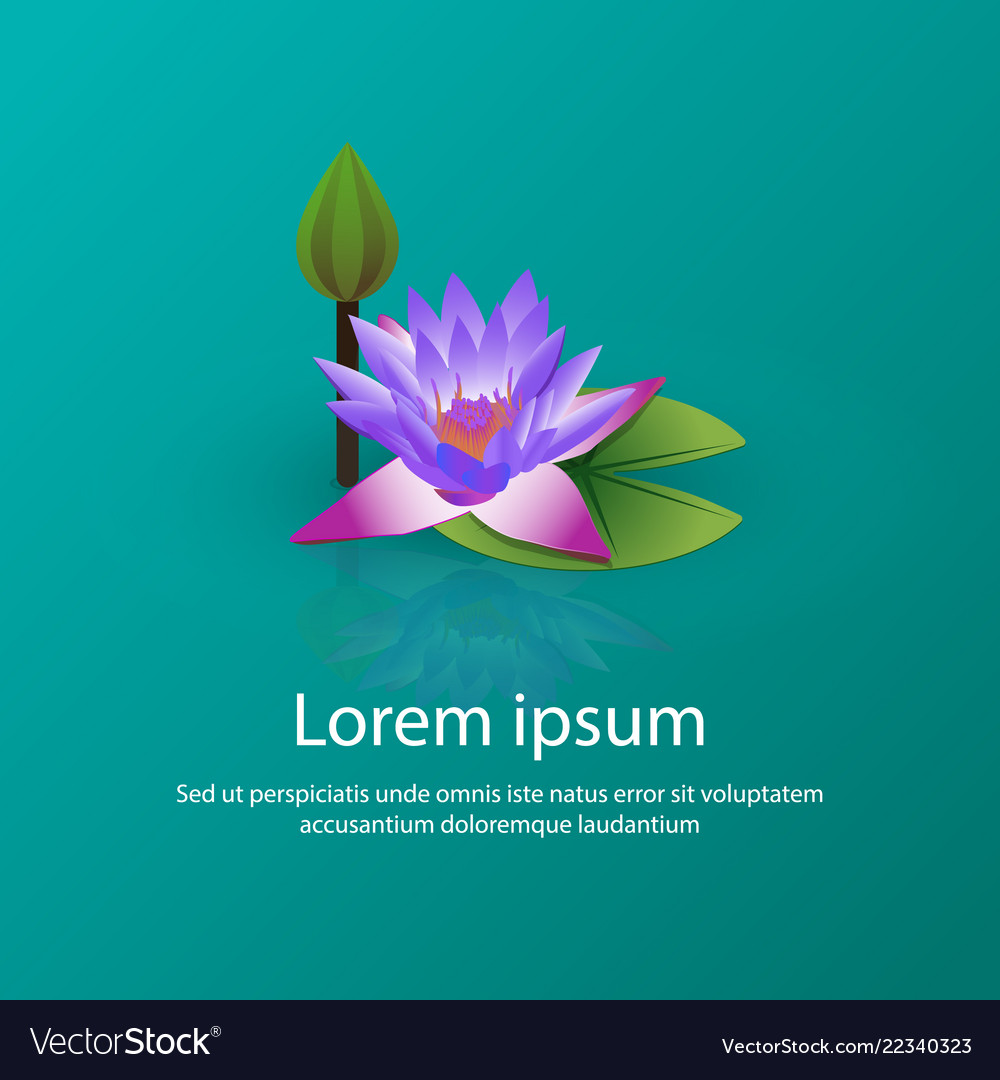 Blooming lily lotus Royalty Free Vector Image - VectorStock