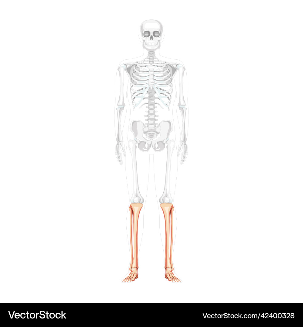 Skeleton leg tibia fibula foot ankle human Vector Image