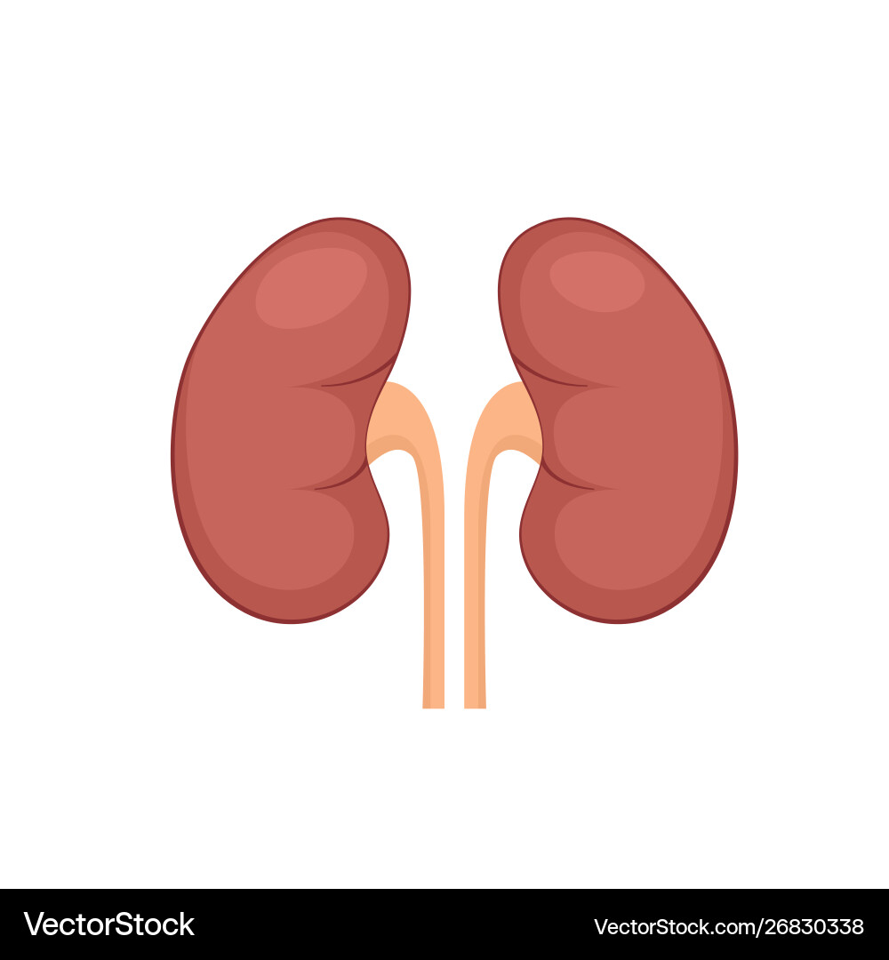 Kidney renal flat realistic icon human kidney Vector Image
