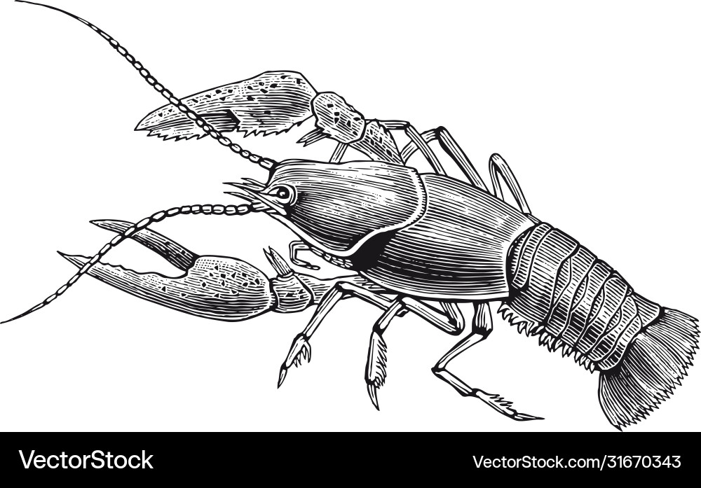 High detail crawfish engraving Royalty Free Vector Image