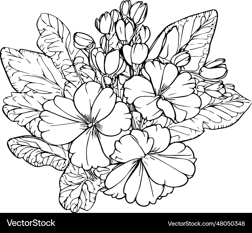 Botanical primrose drawing primula flower tattoo Vector Image