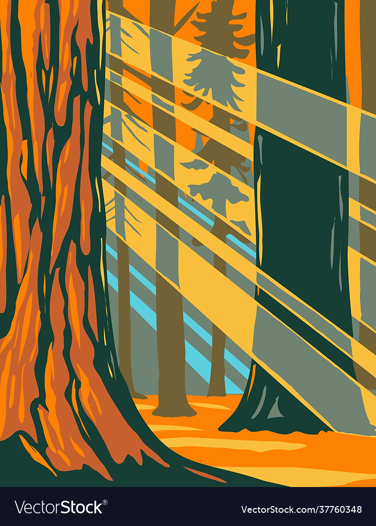Sunlight through giant sequoia trees Royalty Free Vector