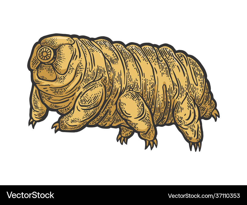 Tardigrade water bear sketch engraving Royalty Free Vector