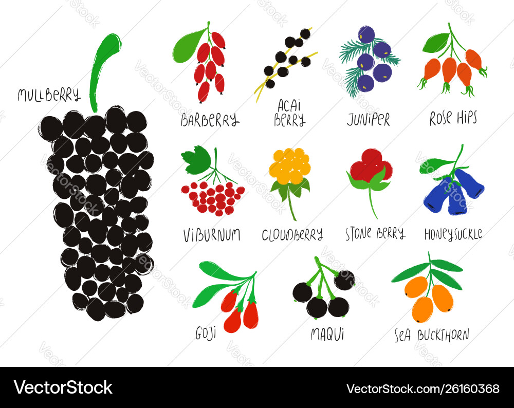 Collection or colorful isolated berries Royalty Free Vector