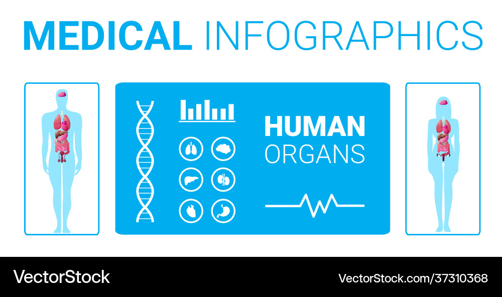 Human body structure medical infographic poster Vector Image