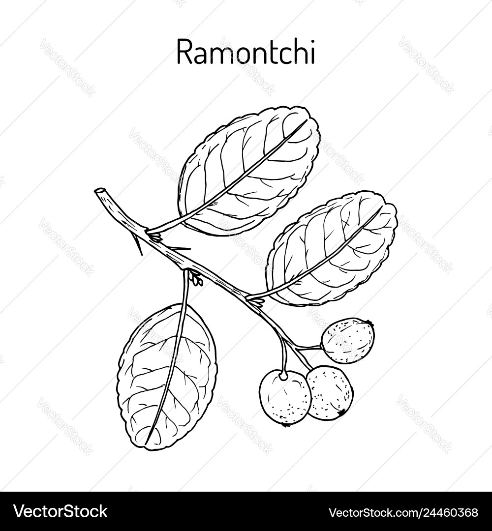 Ramontchi flacourtia indica eatable and Royalty Free Vector