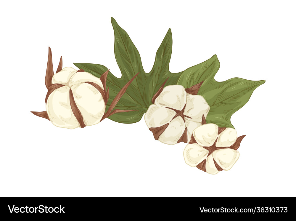 Soft cotton flower buds and leaf vintage Vector Image