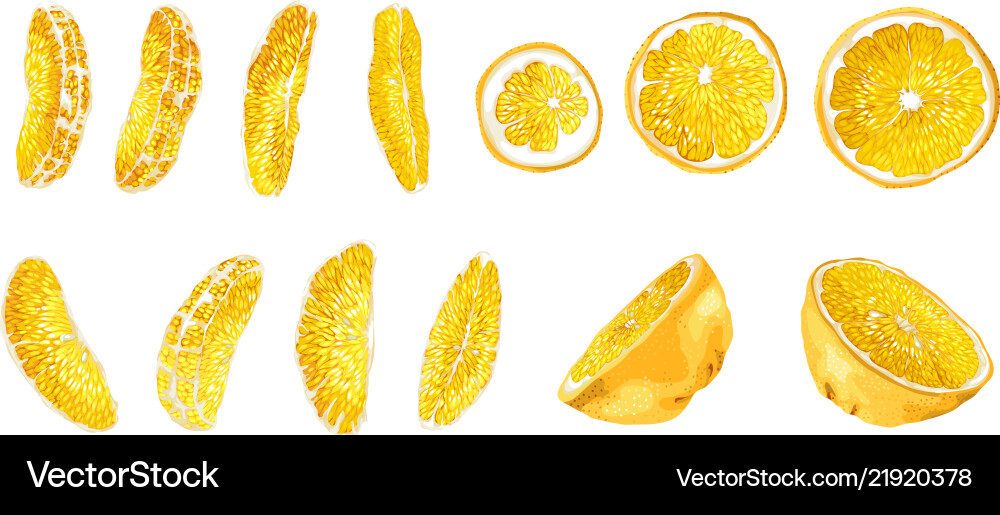 Big set with citrus fruit slices of different Vector Image