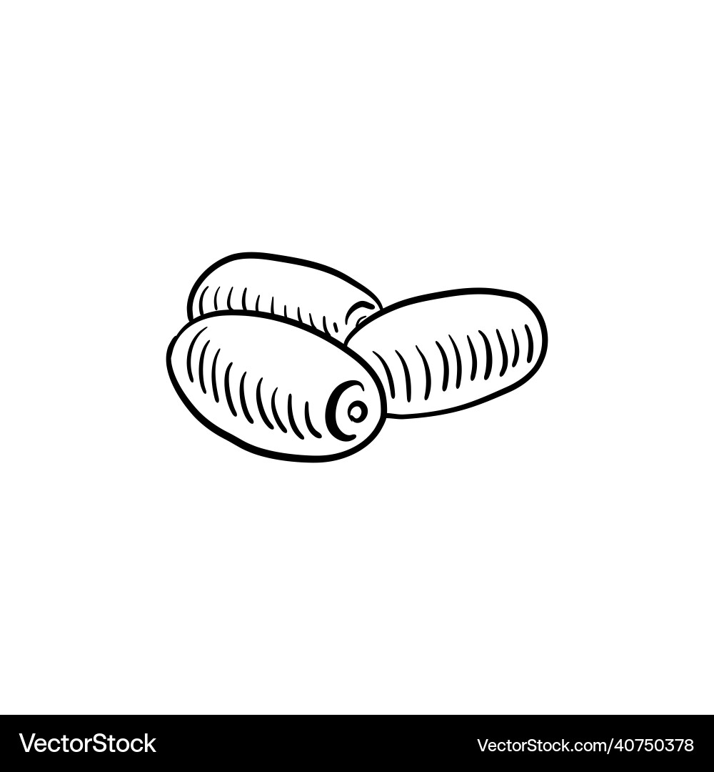 Dates drawing sketch of fruit Royalty Free Vector Image