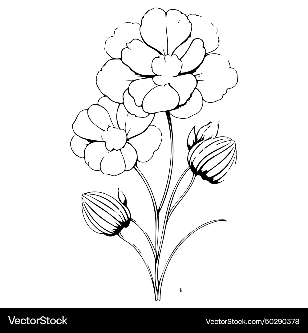 Primrose drawing flower violet hand draw Vector Image
