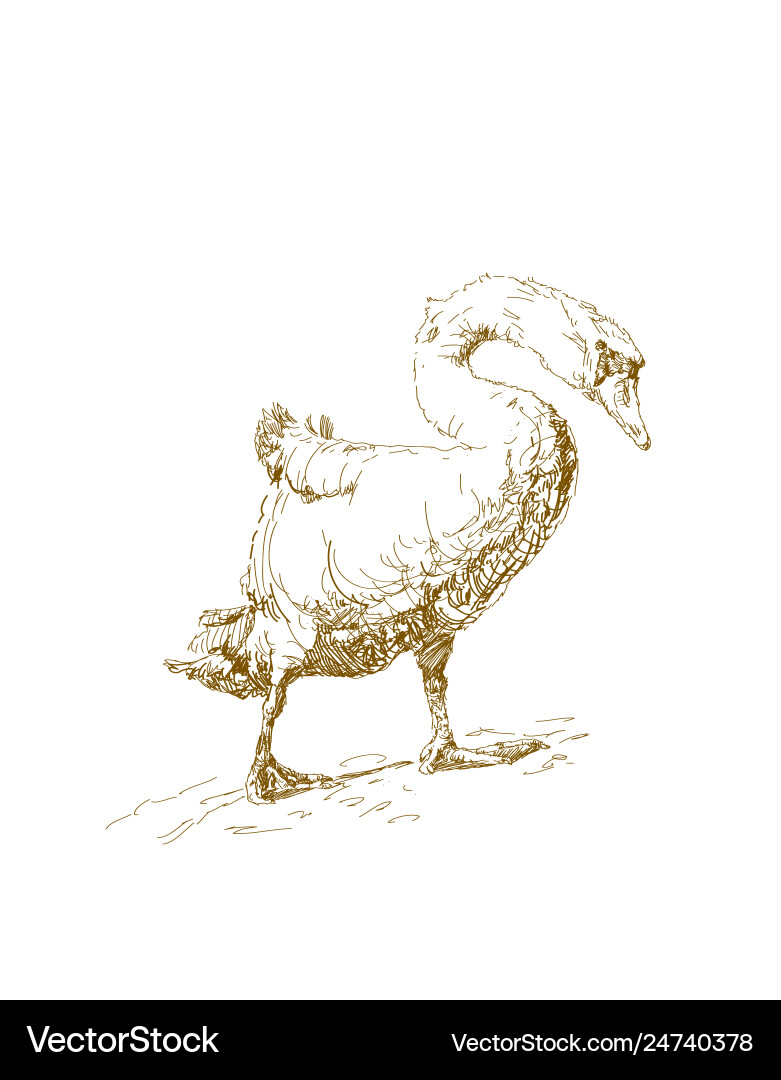 Swans hand drawn doodle Royalty Free Vector Image
