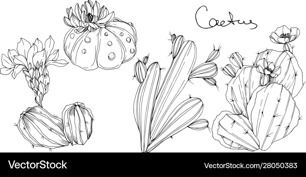 Cacti floral botanical flower black Royalty Free Vector