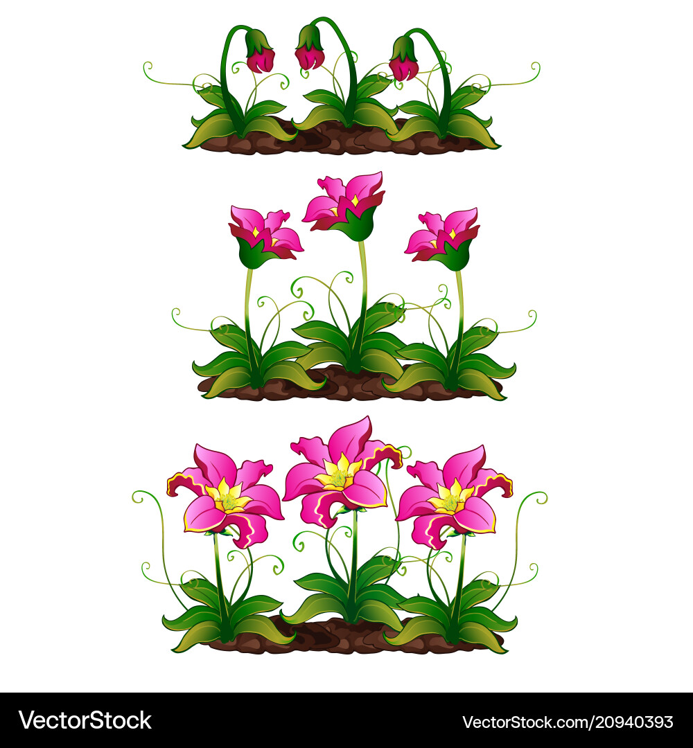 Growth stage fancy pink flower Royalty Free Vector Image