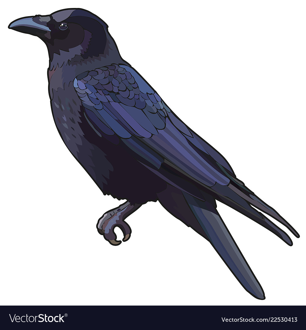 Raven Royalty Free Vector Image - VectorStock