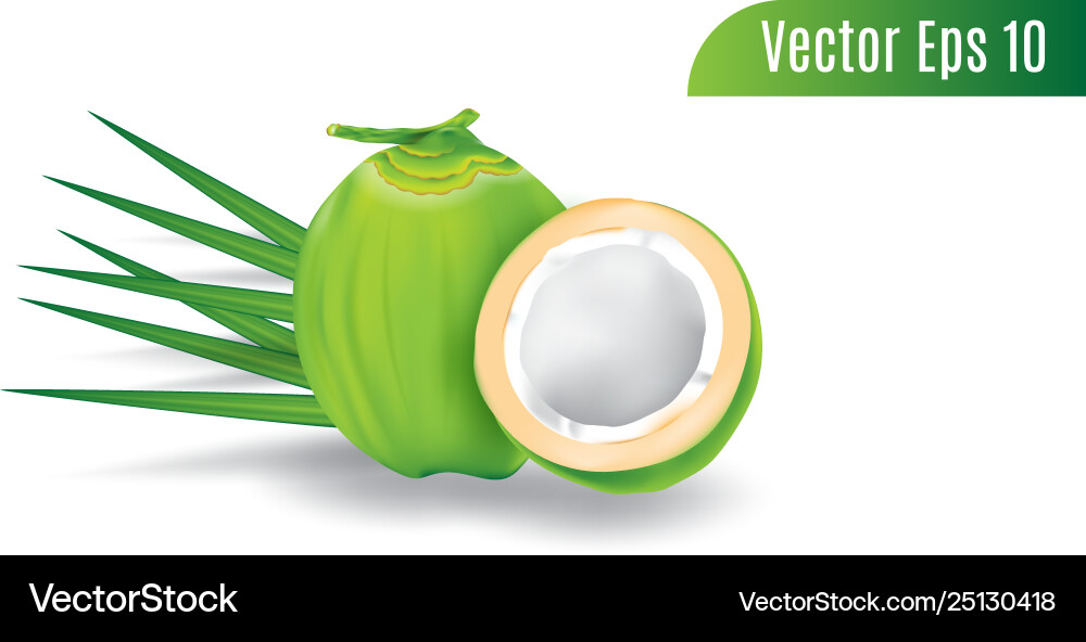 Fresh realistic 3d green coconut on isolated Vector Image