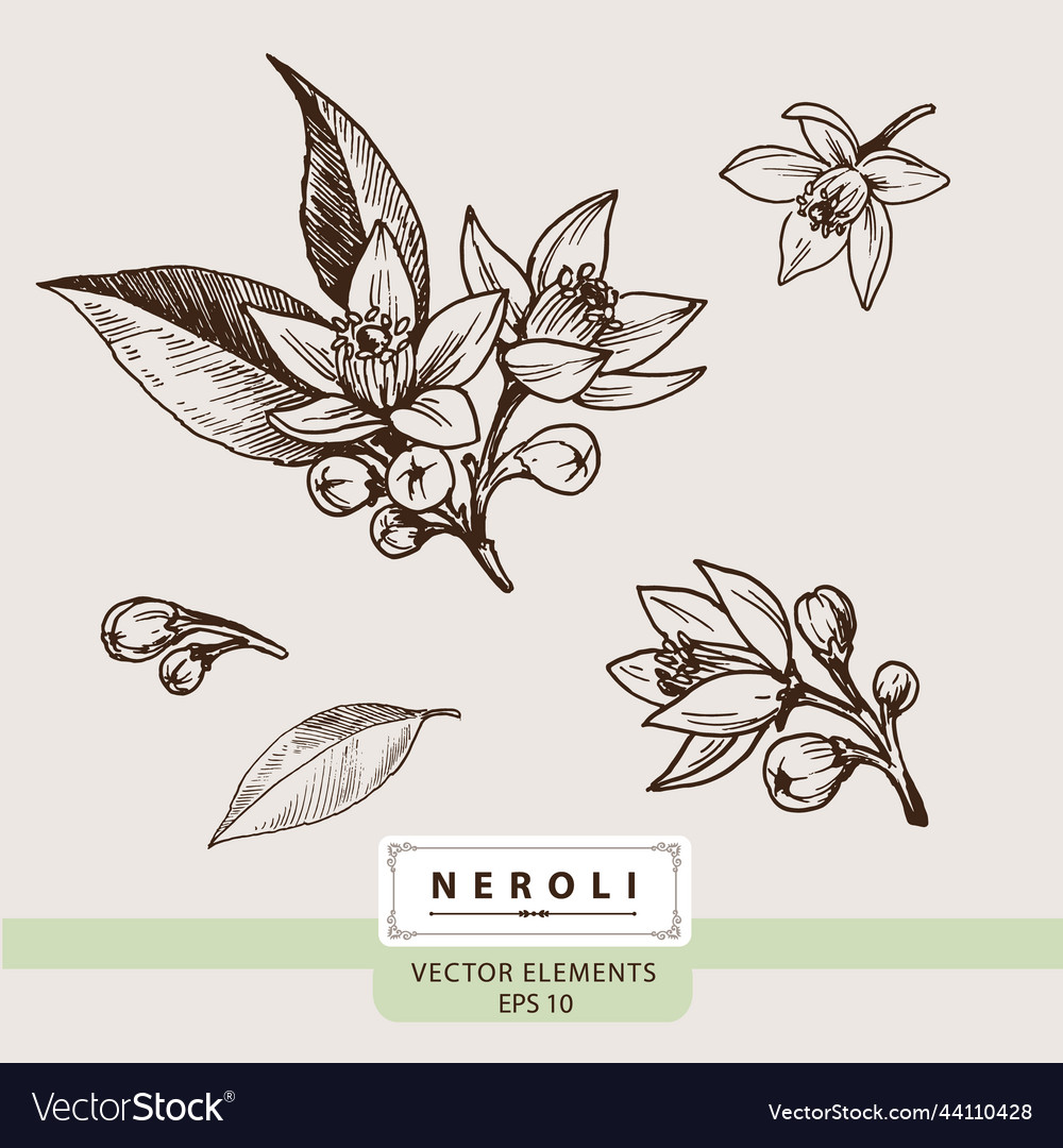 Neroli flowers fragrance oil Royalty Free Vector Image