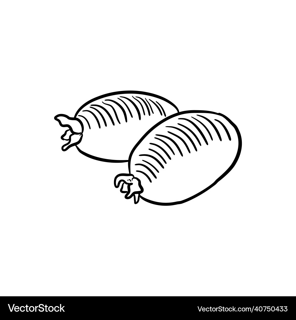 Feijoa drawing sketch of fruit Royalty Free Vector Image