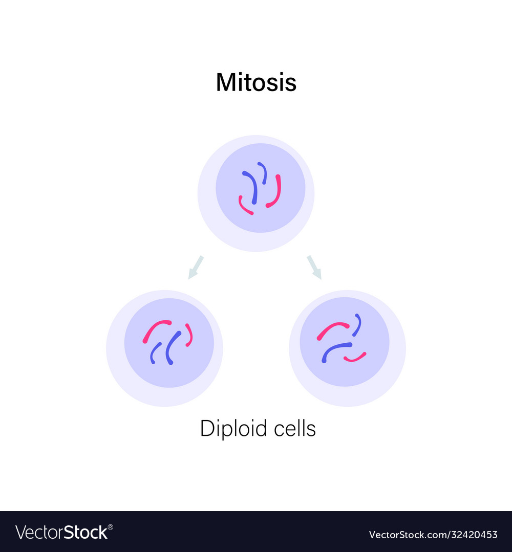 Mitosis cell division Royalty Free Vector Image