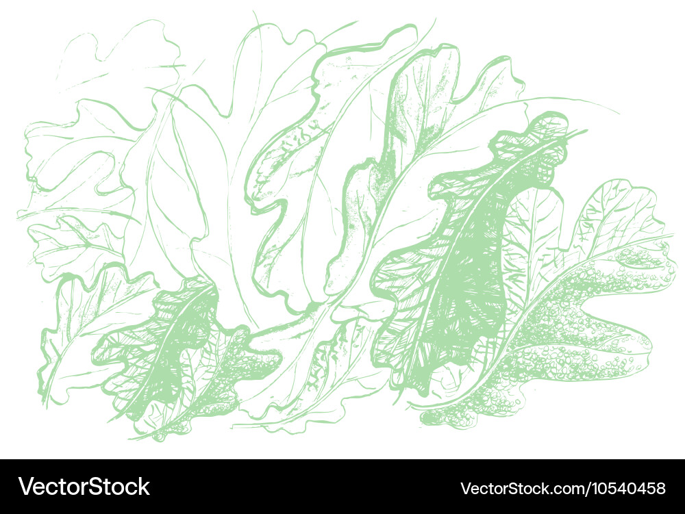 Leaf oak tree autumn defoliation in nature Vector Image