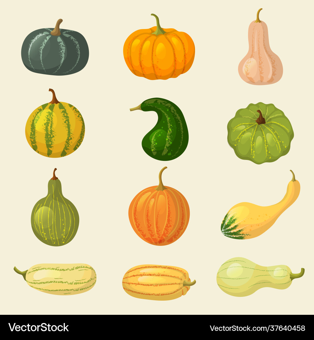 Squash vegetable organic plants autumn eating Vector Image