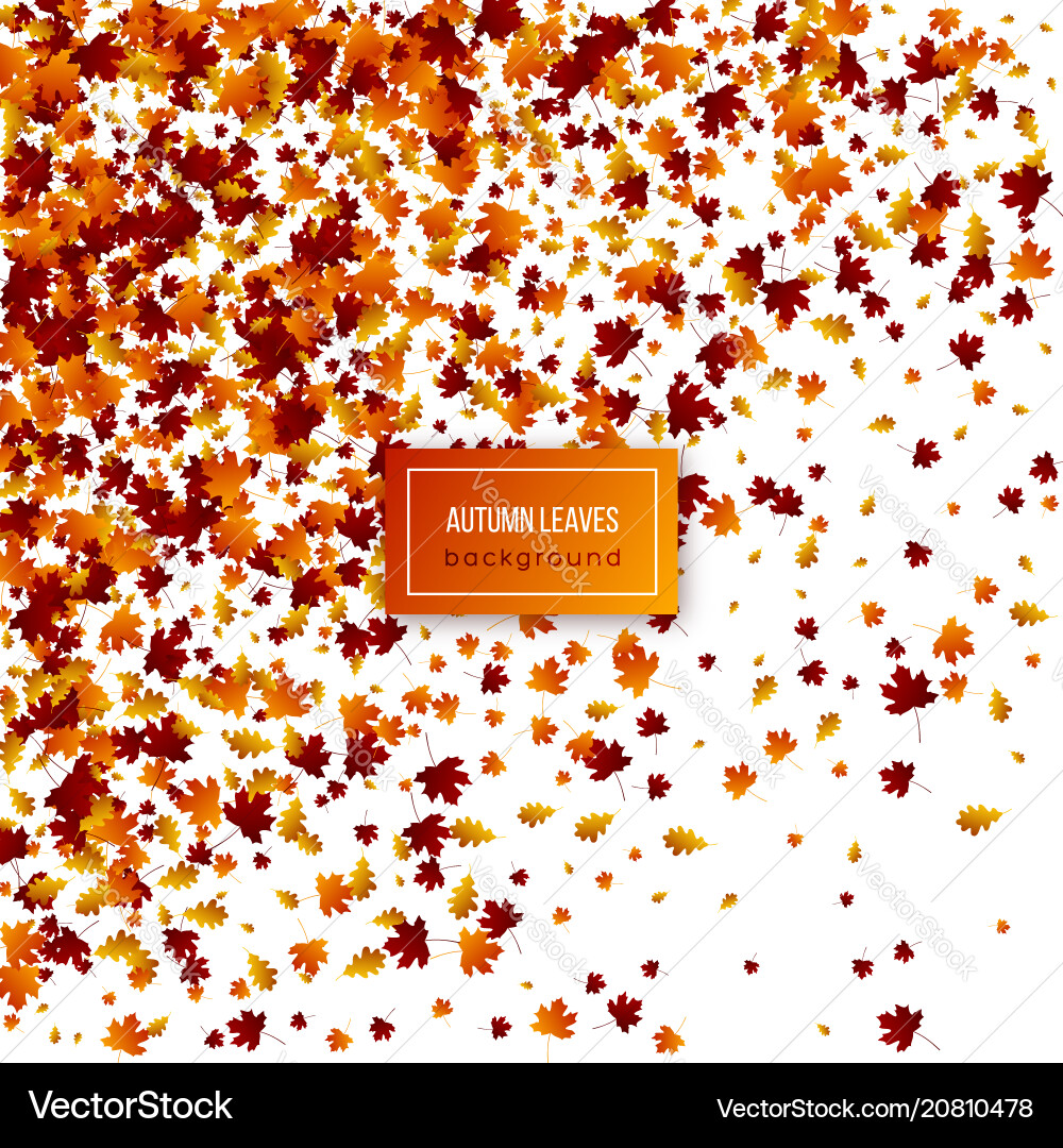 Autumn leaves on white background Royalty Free Vector Image