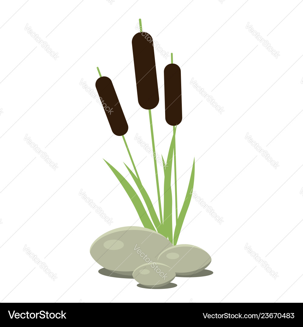 Reeds sedge flat frolal design element Royalty Free Vector