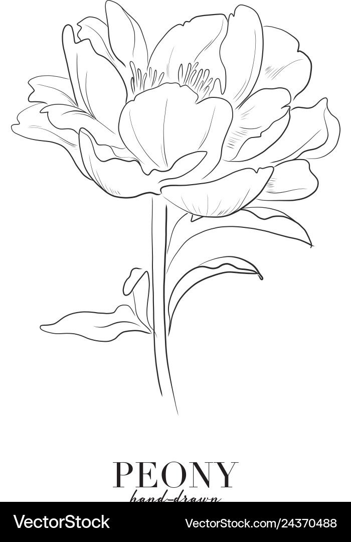 Blue peony flowers graphic invitation botanical Vector Image
