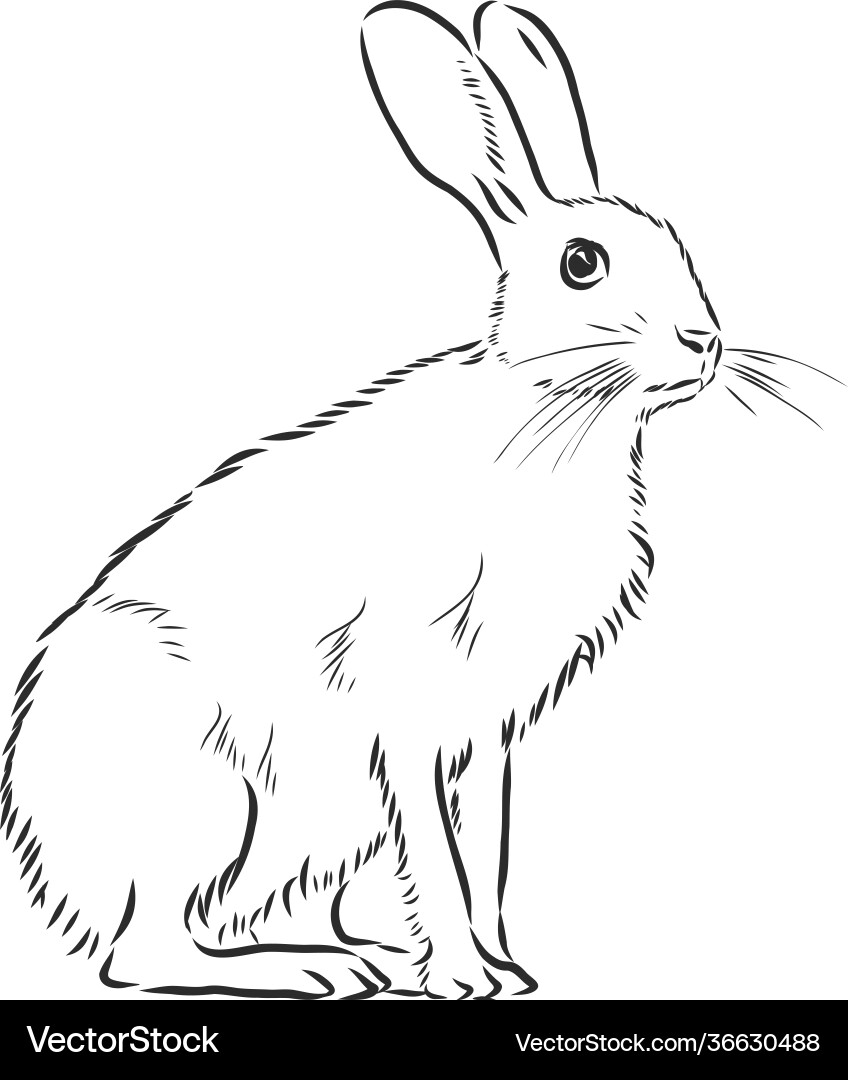 Hare doodle style sketch hand drawn sketch Vector Image
