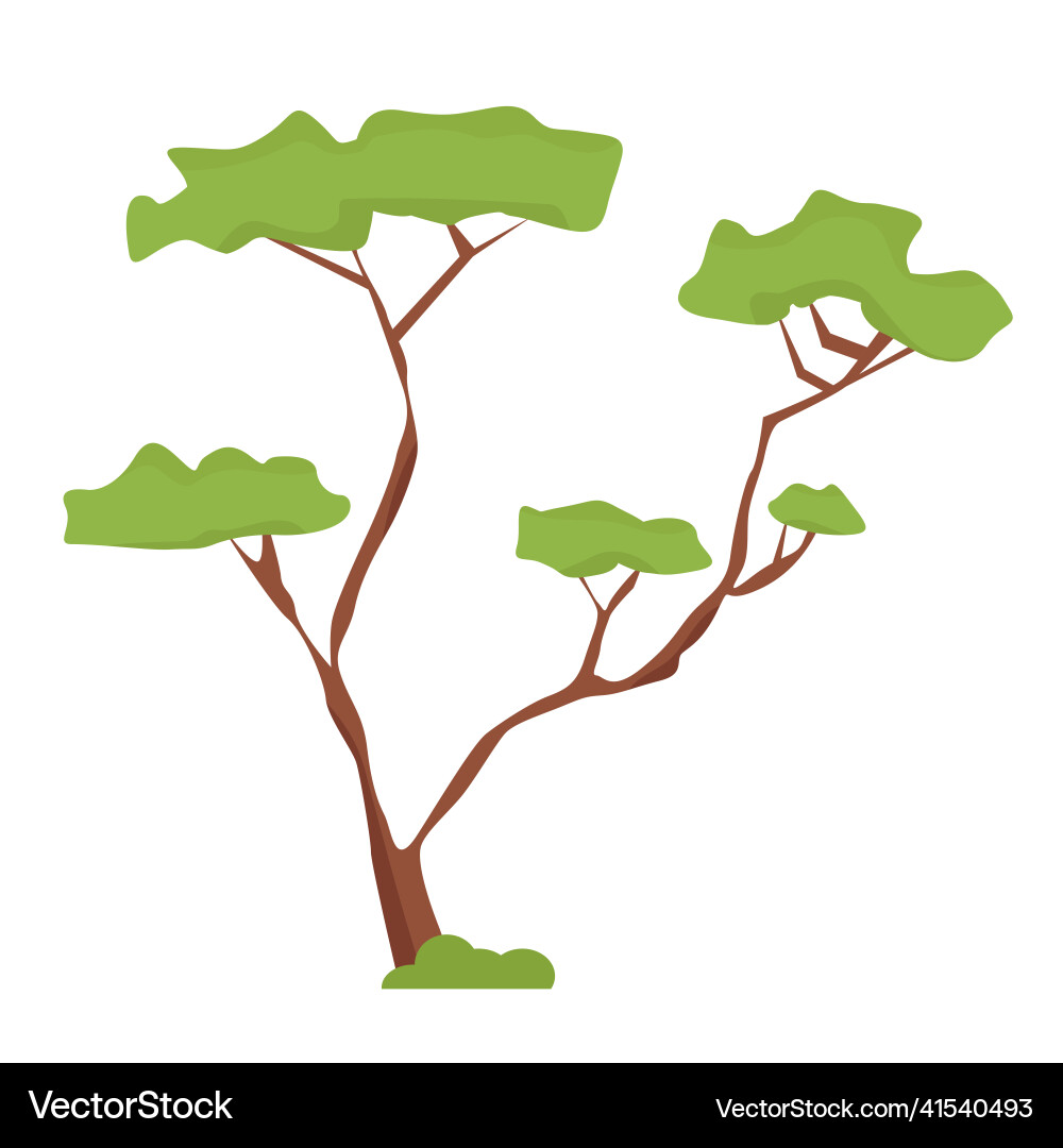 African acacia in flat style isolated on white Vector Image