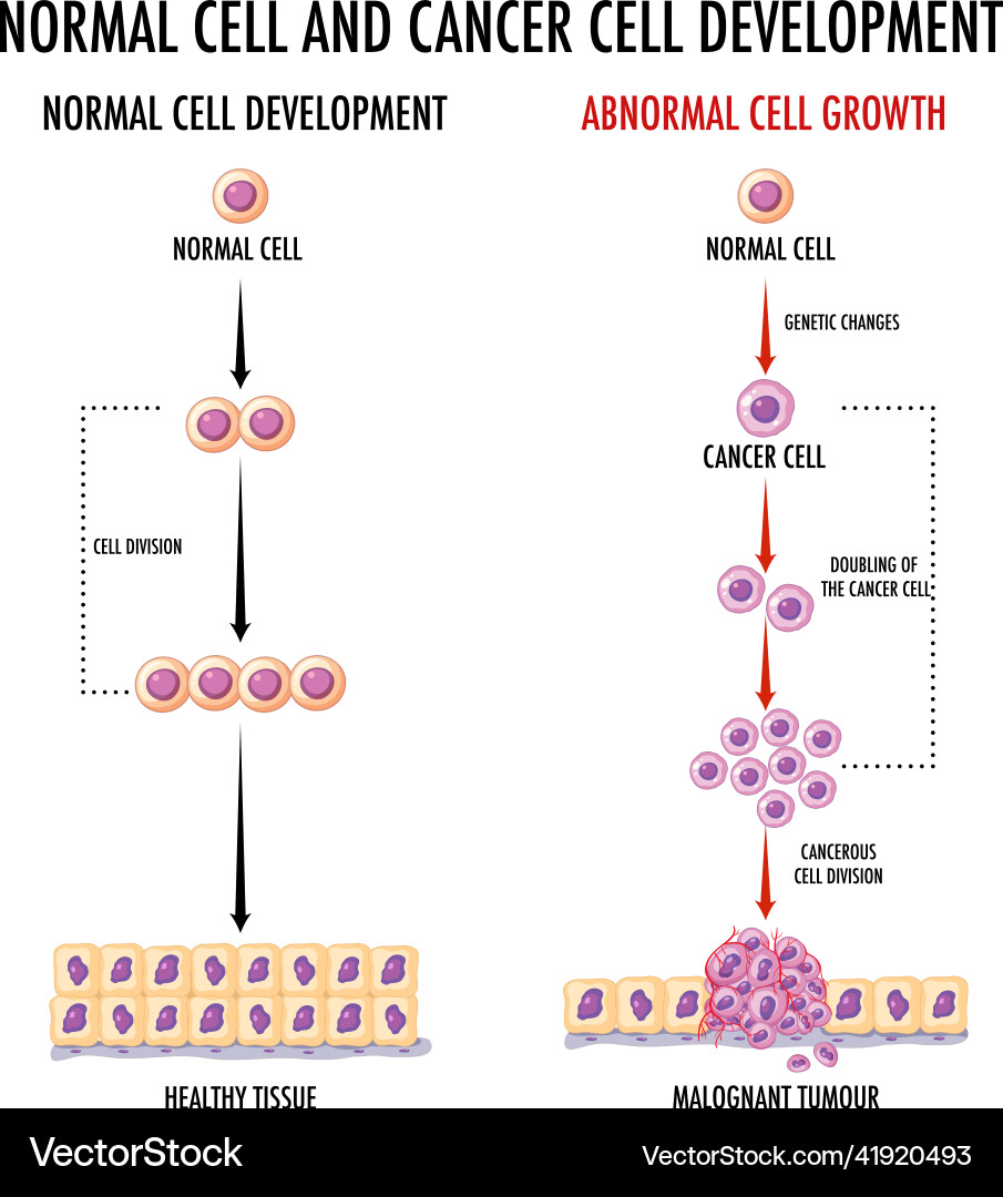 Diagram showing normal cell and cancer Royalty Free Vector