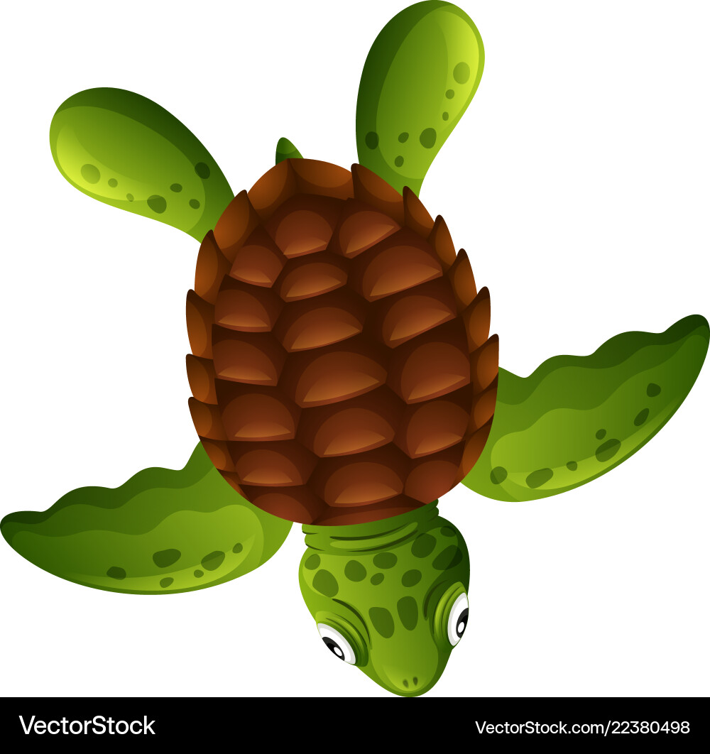 A green sea turtle on white background Royalty Free Vector