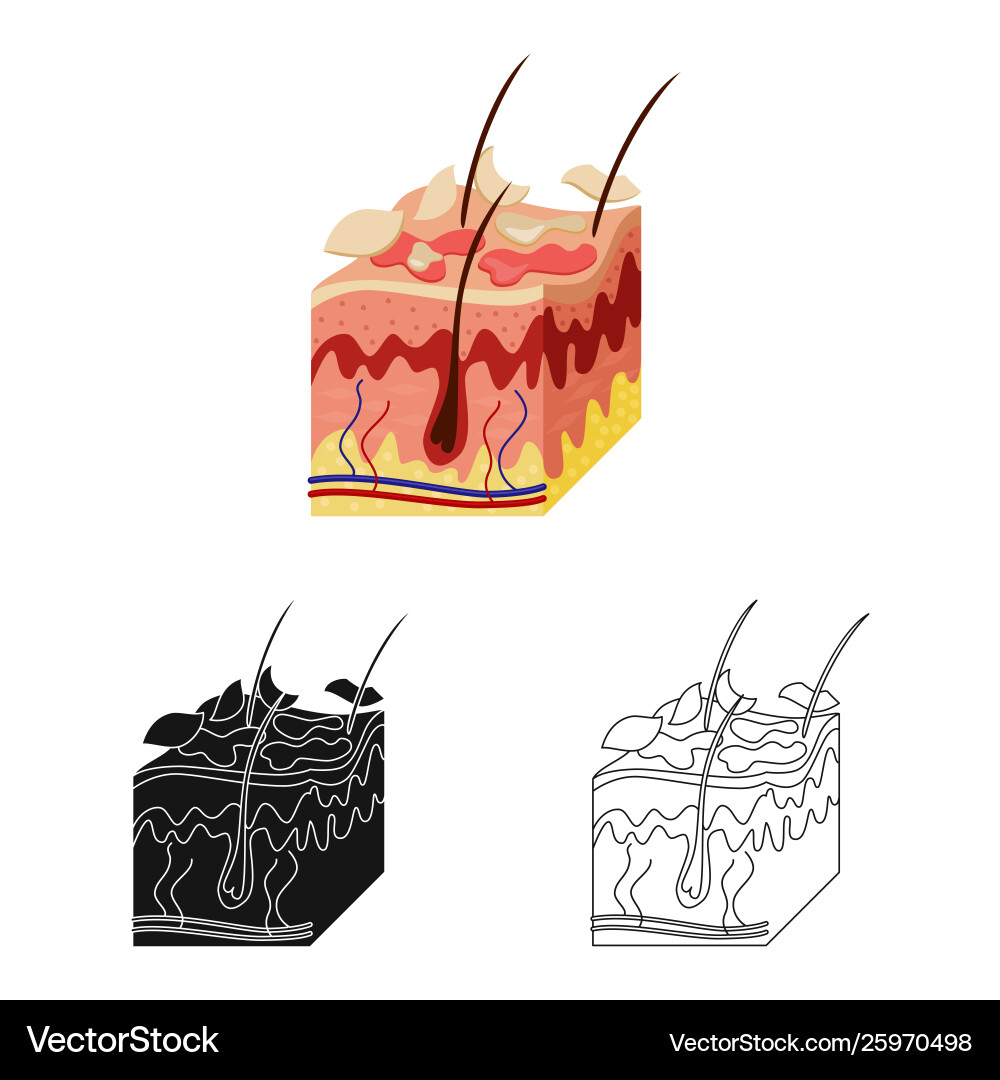 Isolated object skin and epidermis symbol Vector Image