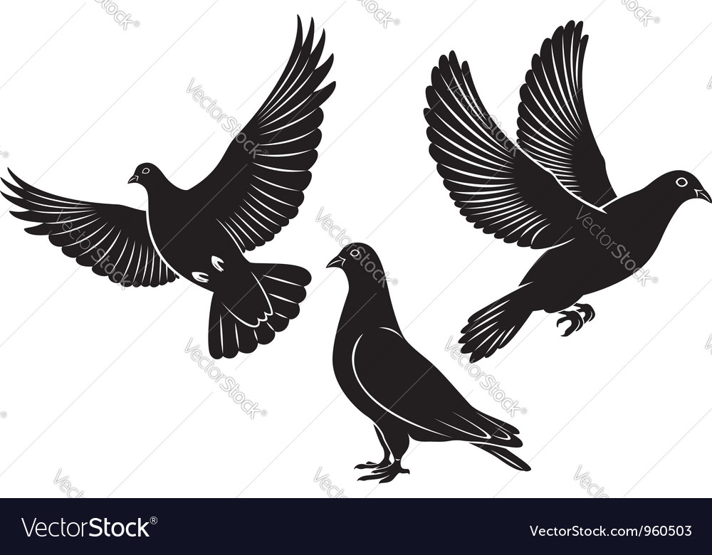 Dove Royalty Free Vector Image - VectorStock