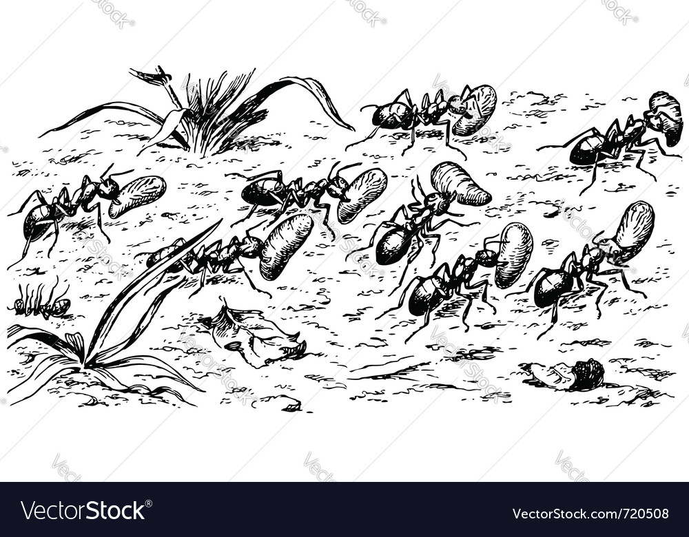 Polyergus amazon ants Royalty Free Vector Image