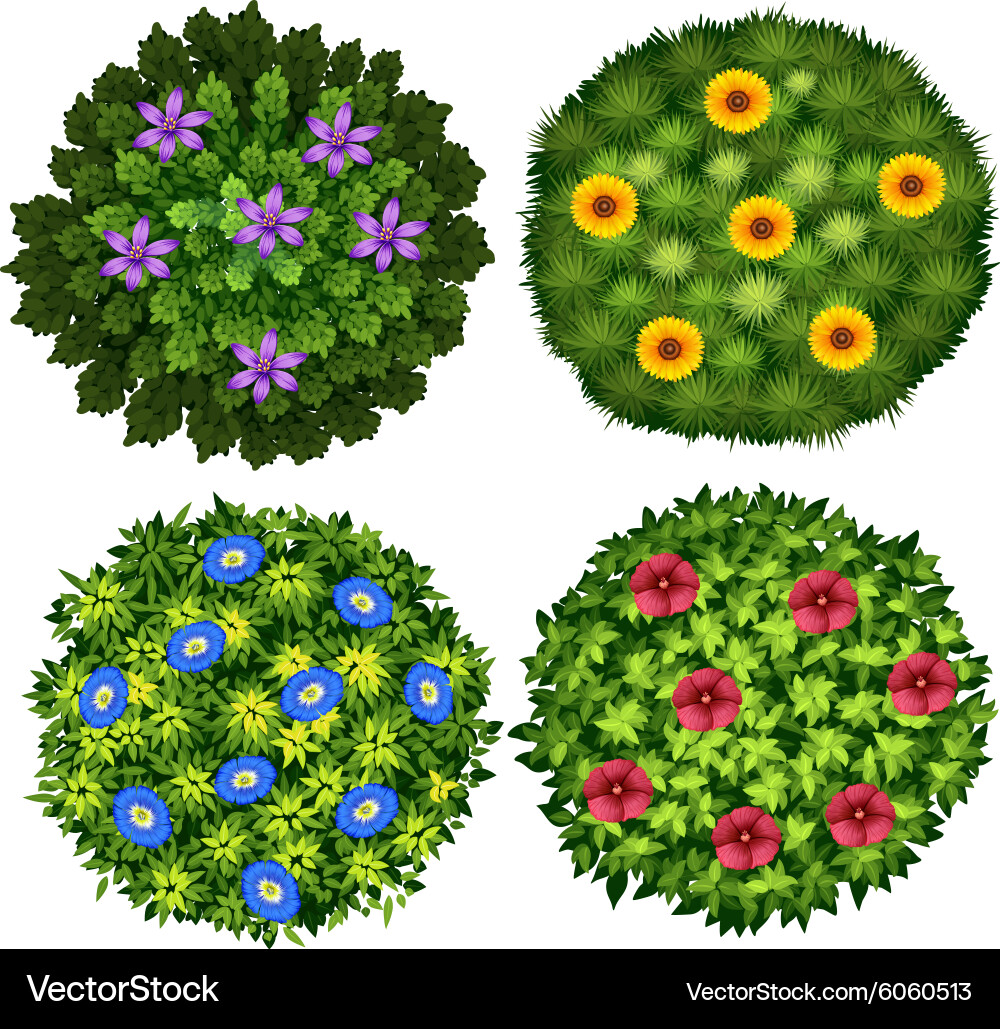 Bushes with colorful flowers Royalty Free Vector Image