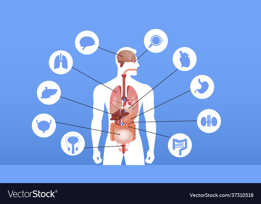 Human body structure infographic poster Royalty Free Vector