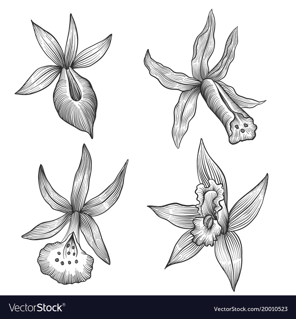 Vintage floral set Royalty Free Vector Image - VectorStock