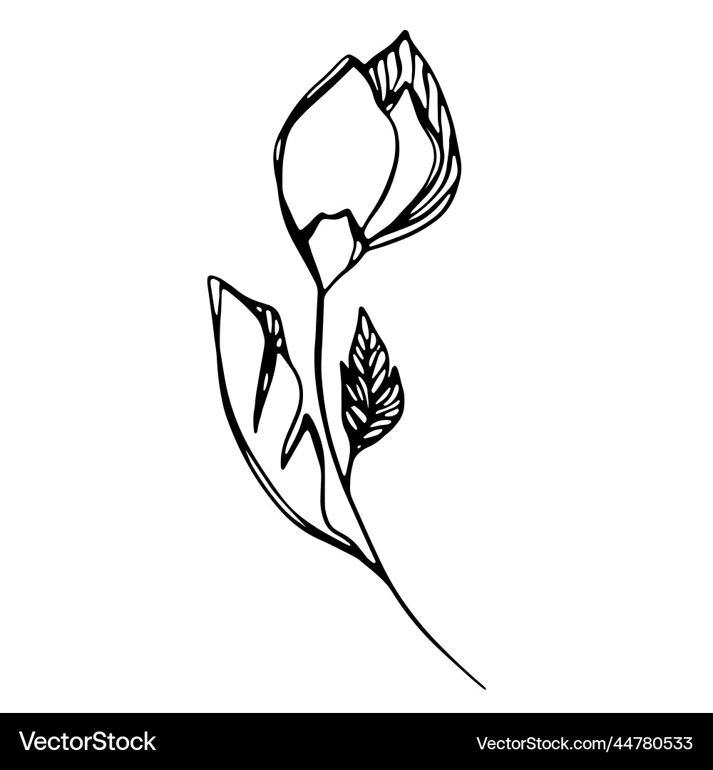 Delicate sketch of a spring flower Royalty Free Vector Image
