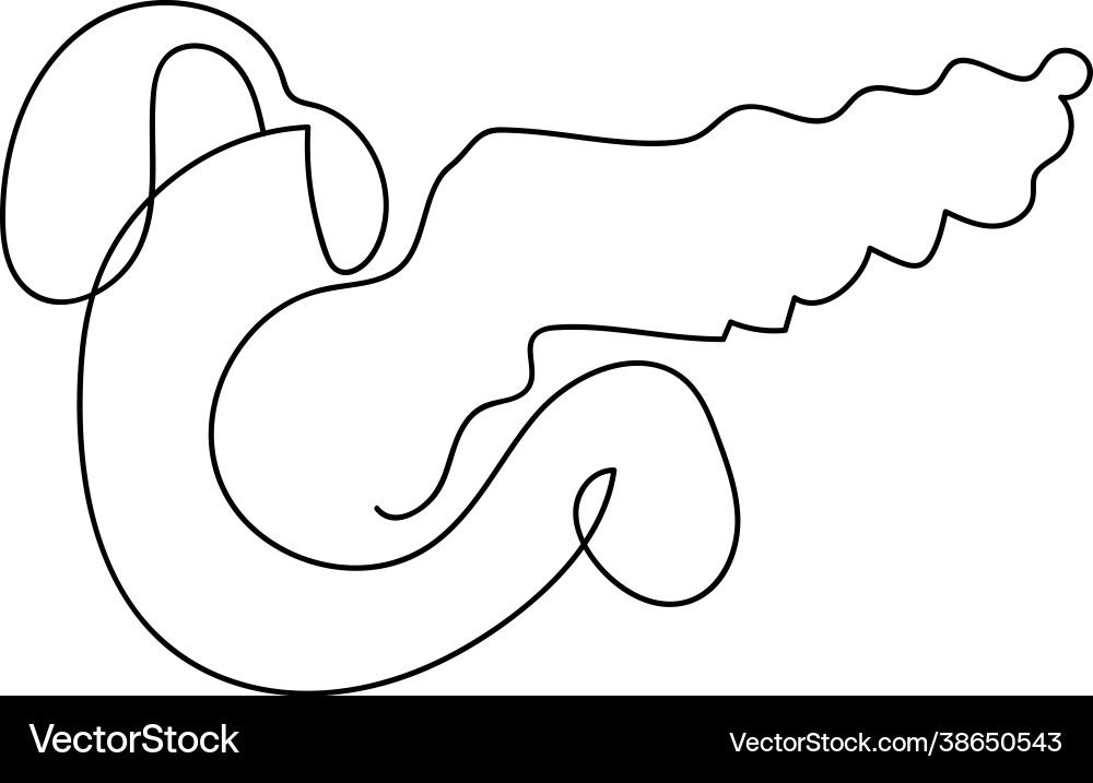 Human pancreas one line art continuous line Vector Image