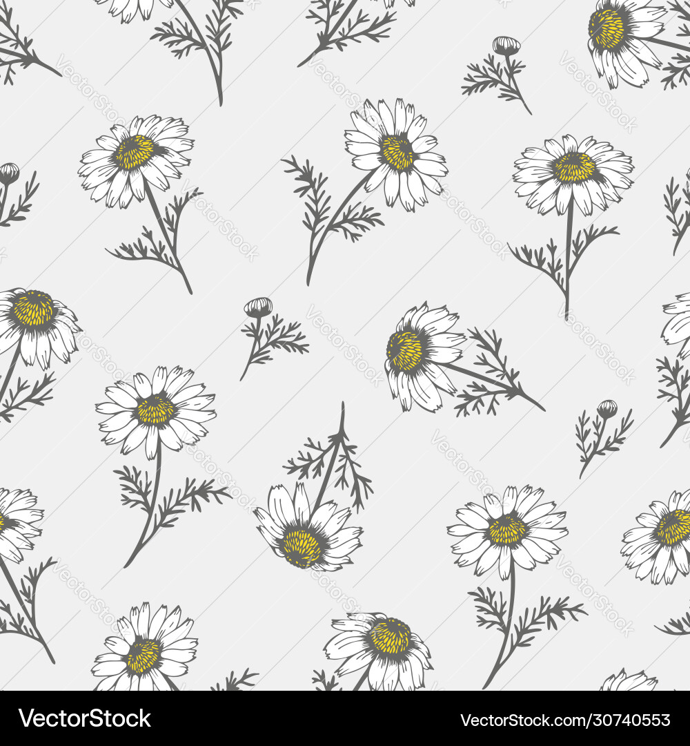 Camomile hand drawn background flowers Royalty Free Vector