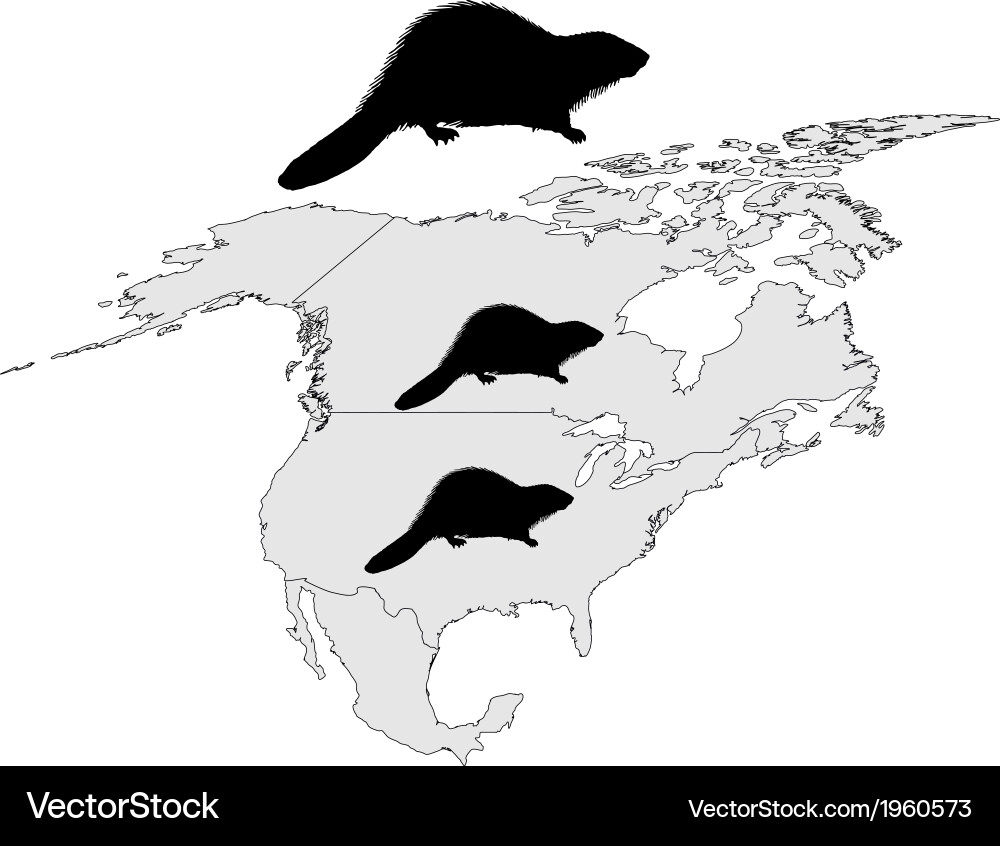 Distribution of canadian beaver Royalty Free Vector Image
